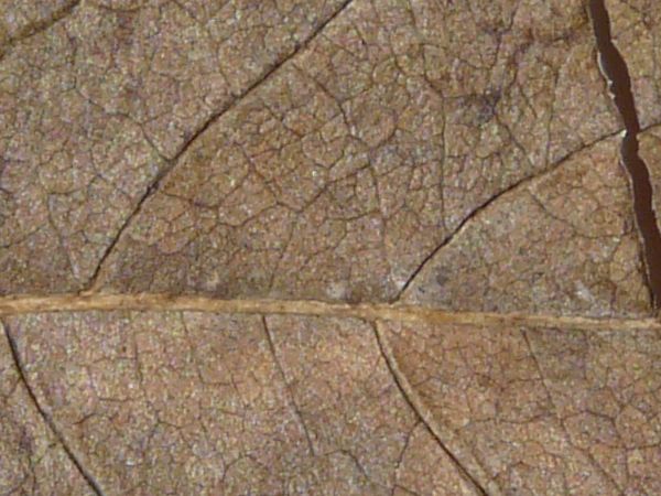 texture 0031 - Texturelib